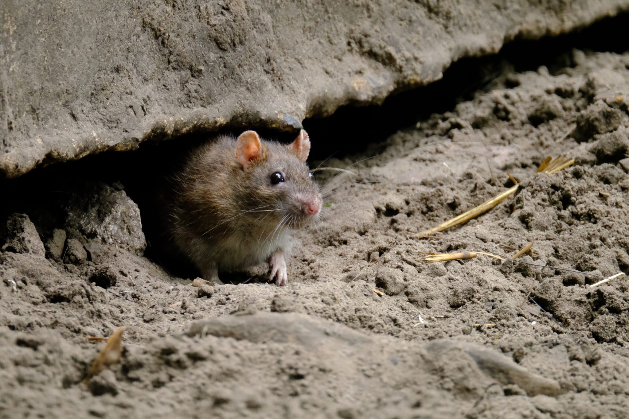 Effective Rat Control Strategies for Miami Homeowners - iPest Control Inc
