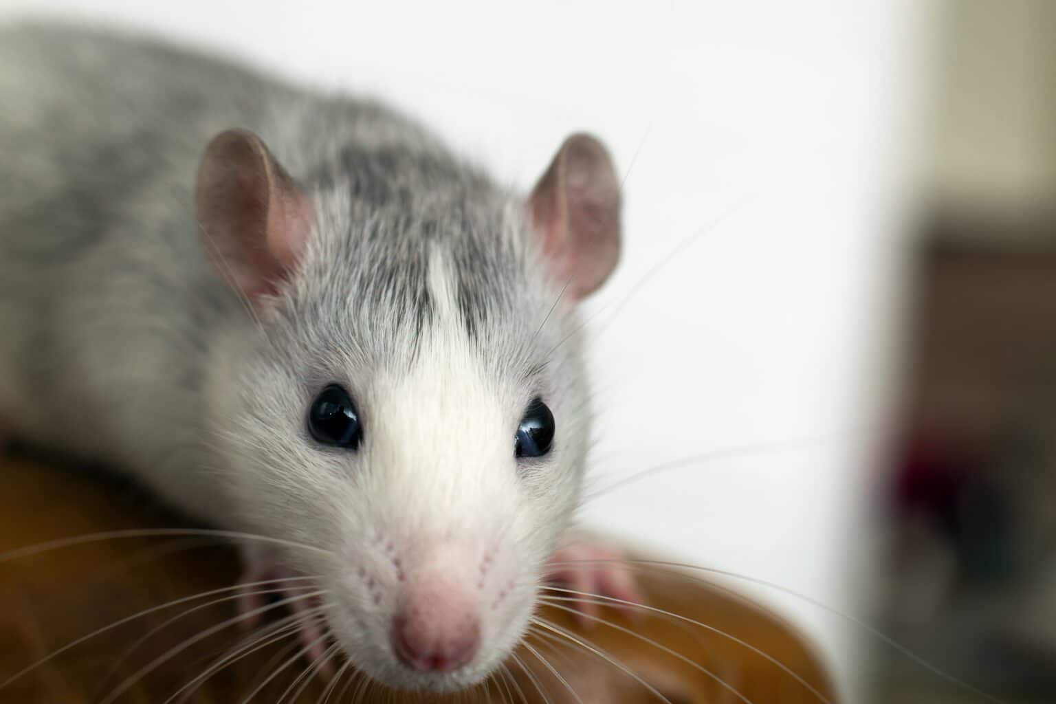 Understanding the Health Risks Posed by Rats in Miami’s Urban Areas ...